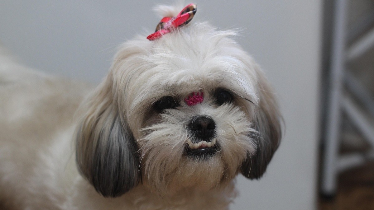 The 10 ideal dog breeds for owners looking for low maintenance