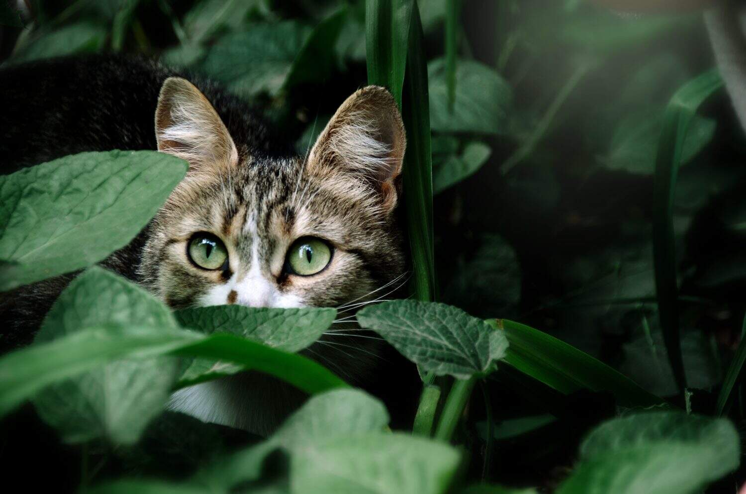 The 10 Countries with the Most Cats Worldwide