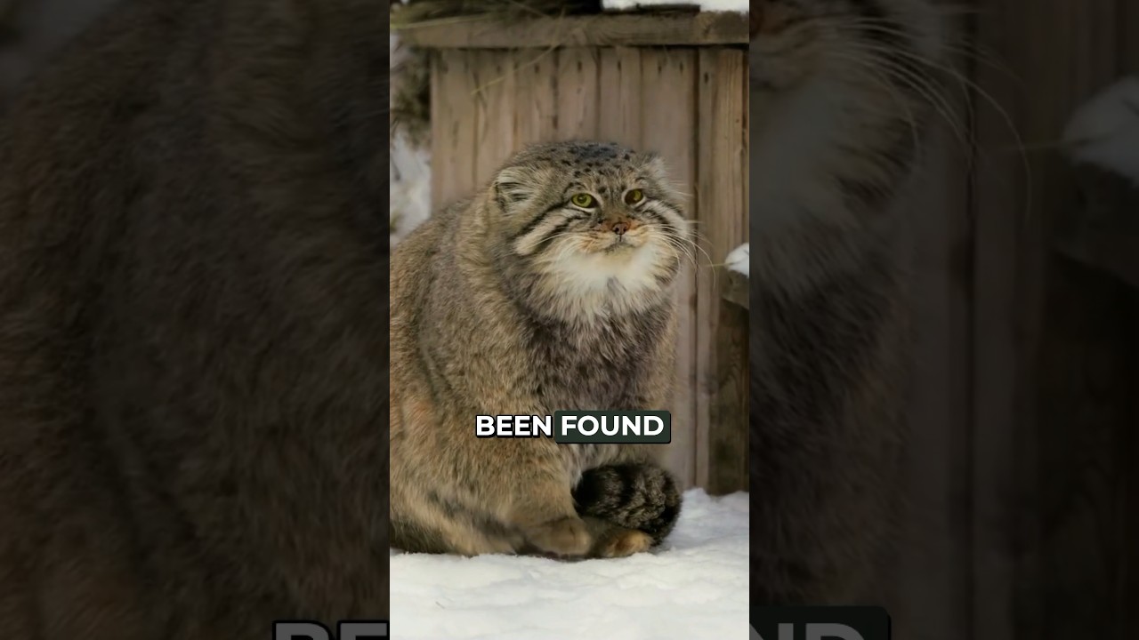 This Grumpy Cat was found on the slopes of Mount Everest! (Good News)