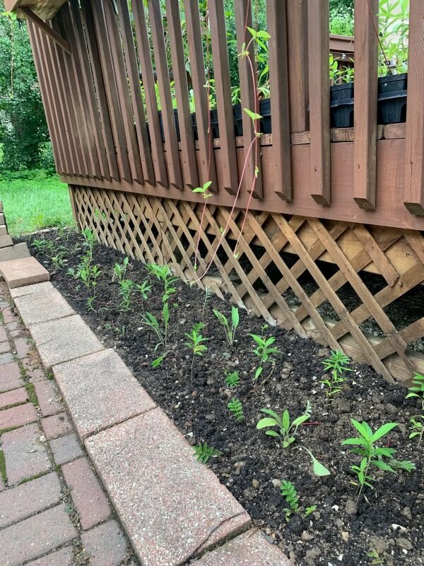 Gardener shares gorgeous photos after transforming backyard: 'That's ...