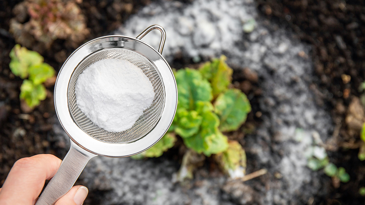 8 Reasons Why Every Gardener Should Have Baking Soda Stocked And Ready ...