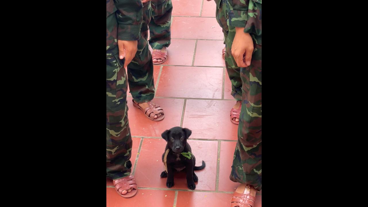 Soldier Puppy