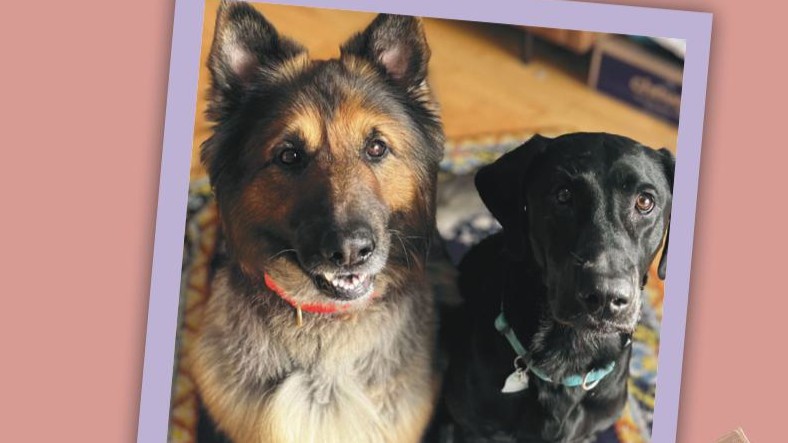 Find your new best friend at an upcoming Webster Pet Meet and Greet!