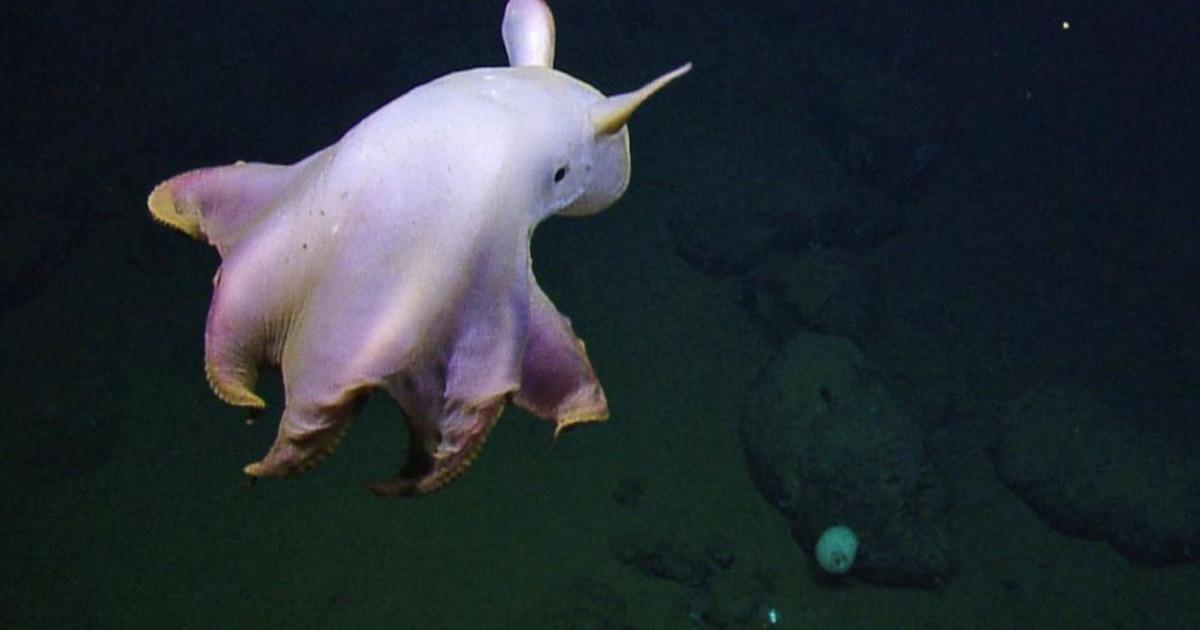 Pulpo Dumbo: avistamiento histórico en el Mar Argentino