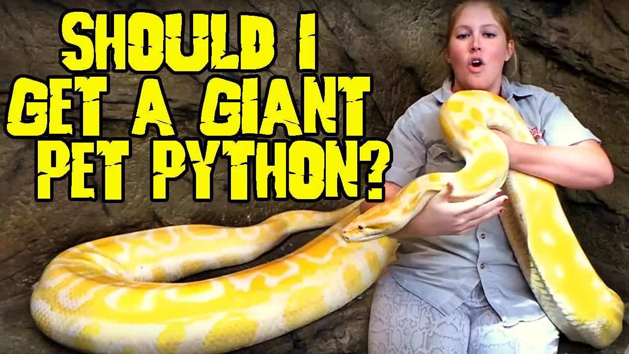 burmese python care guide: meet martine and tiana!