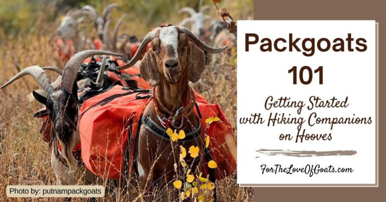 Packgoats 101: Getting Started with Hiking Companions on Hooves