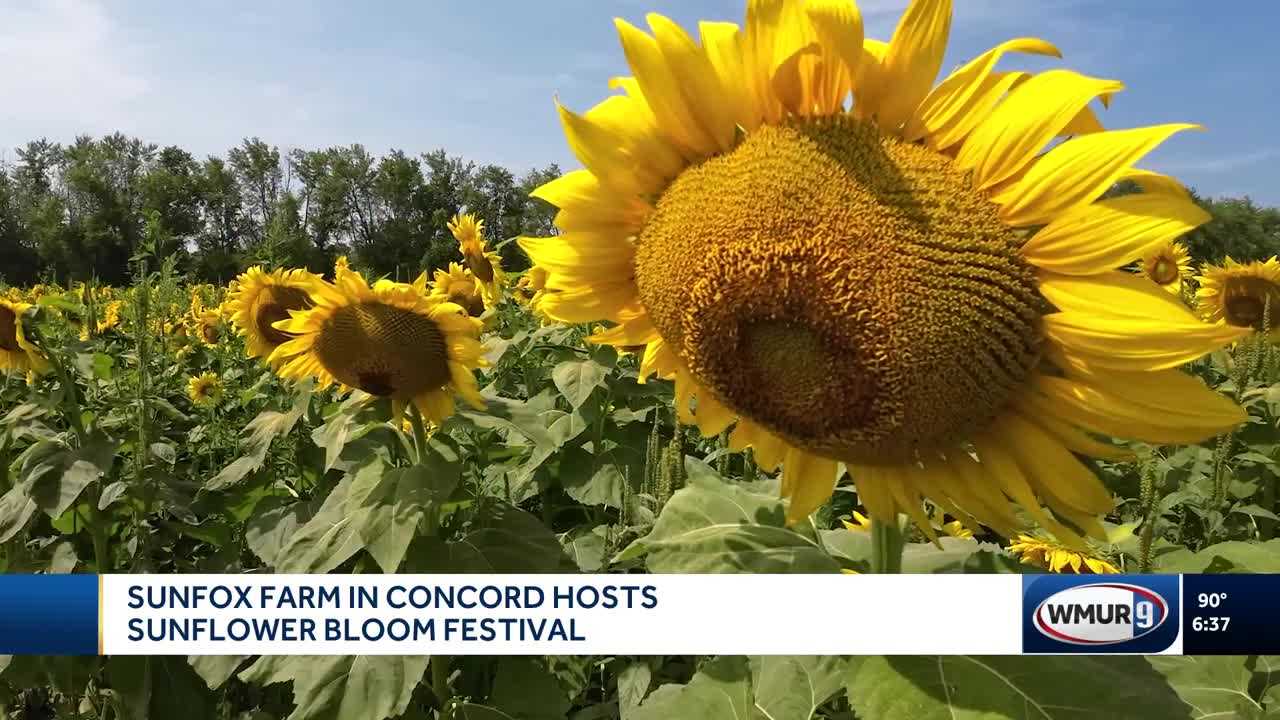 Sunflower Bloom Festival underway at Sunfox Farm in Concord