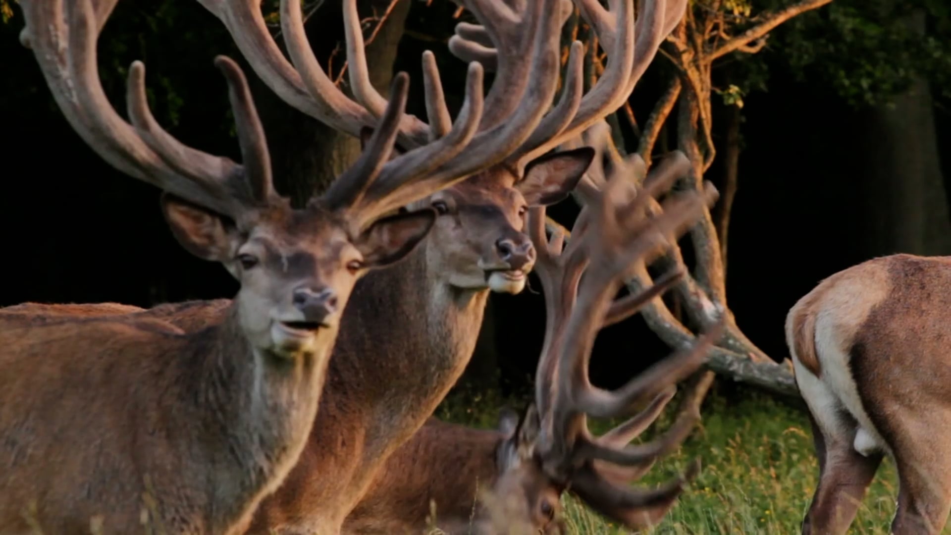 Oppdag elgenes ynde: Naturens kongelige dyr avduket