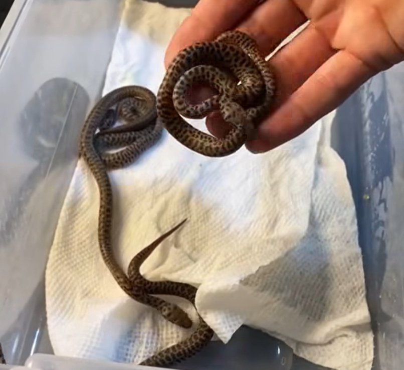 This Children's Python just laid eggs!