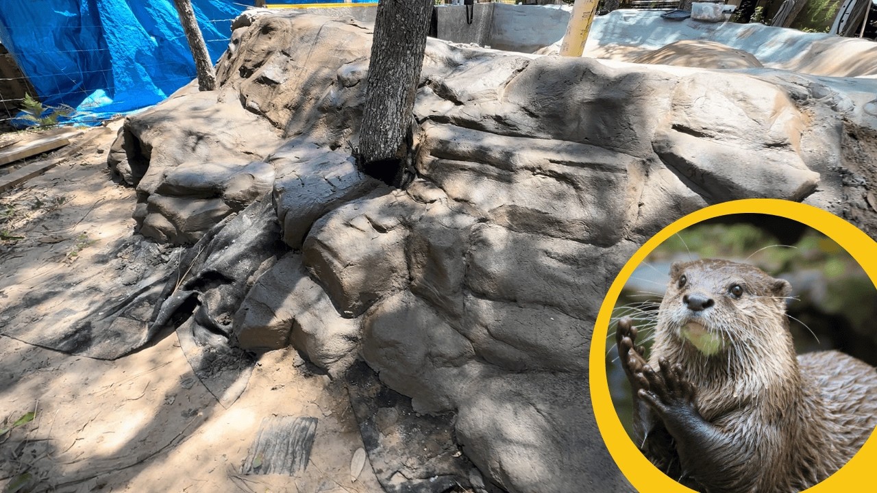 Building a Giant Otter Pool and More Exciting Projects