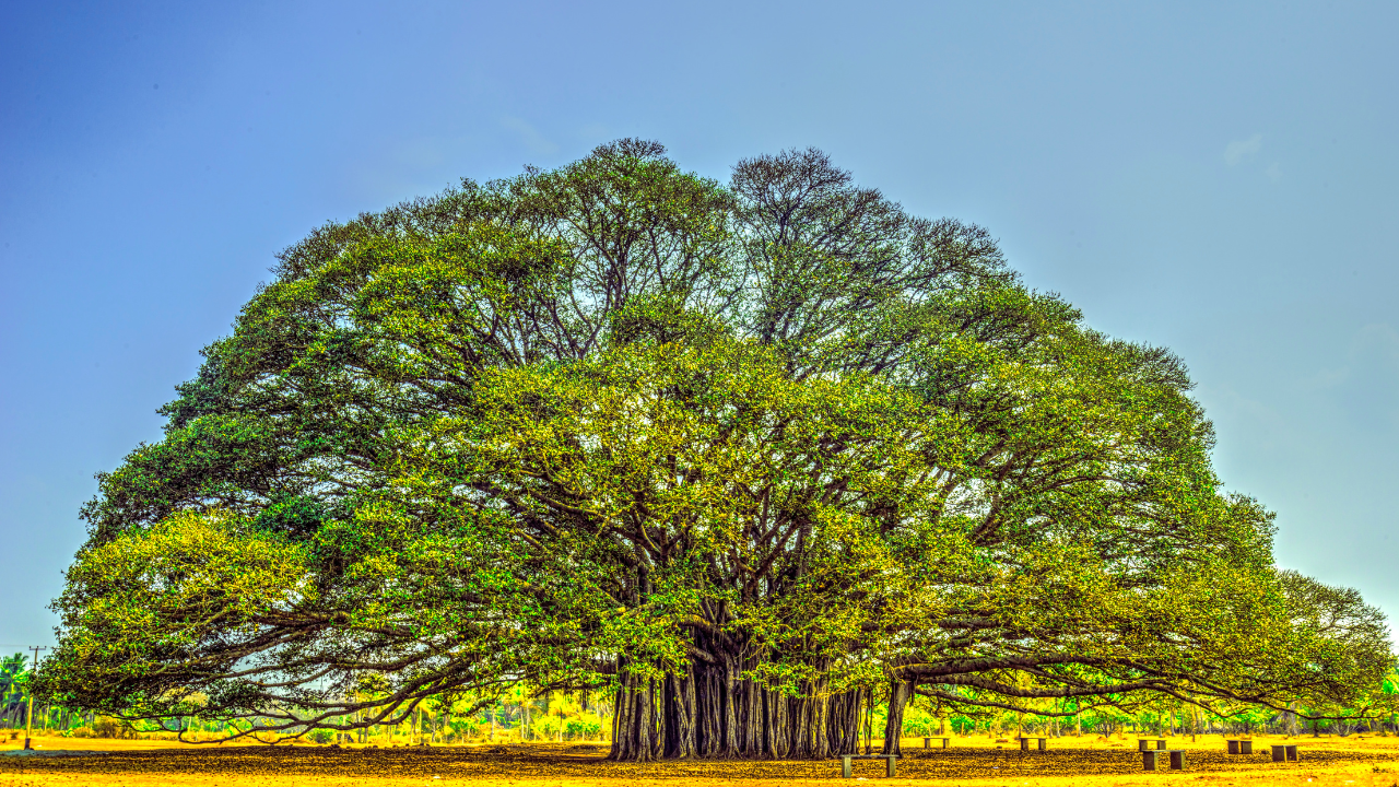 From Banyan to Kadamba: Trees that fulfill wishes and blessings