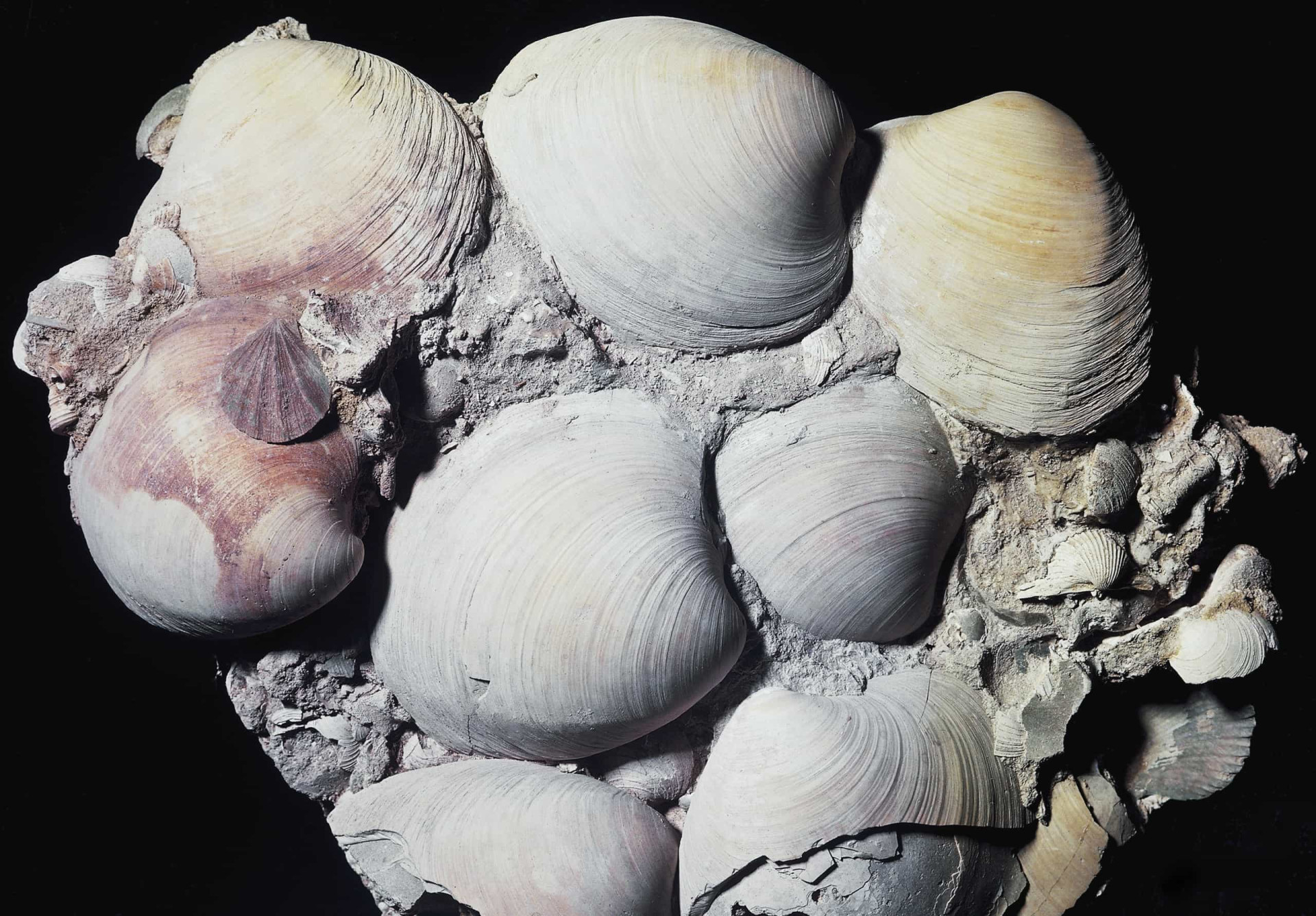 Tierische Greise: Diese Arten leben am längsten