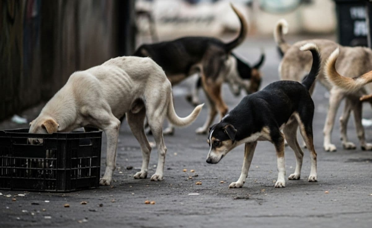 Catch, Neuter, Release Policy For Stray Dogs: Supreme Court Tweaks Order
