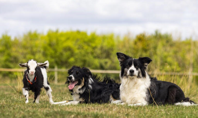 Tiny goat triplet so small she slept in a sock raised by two sheepdogs