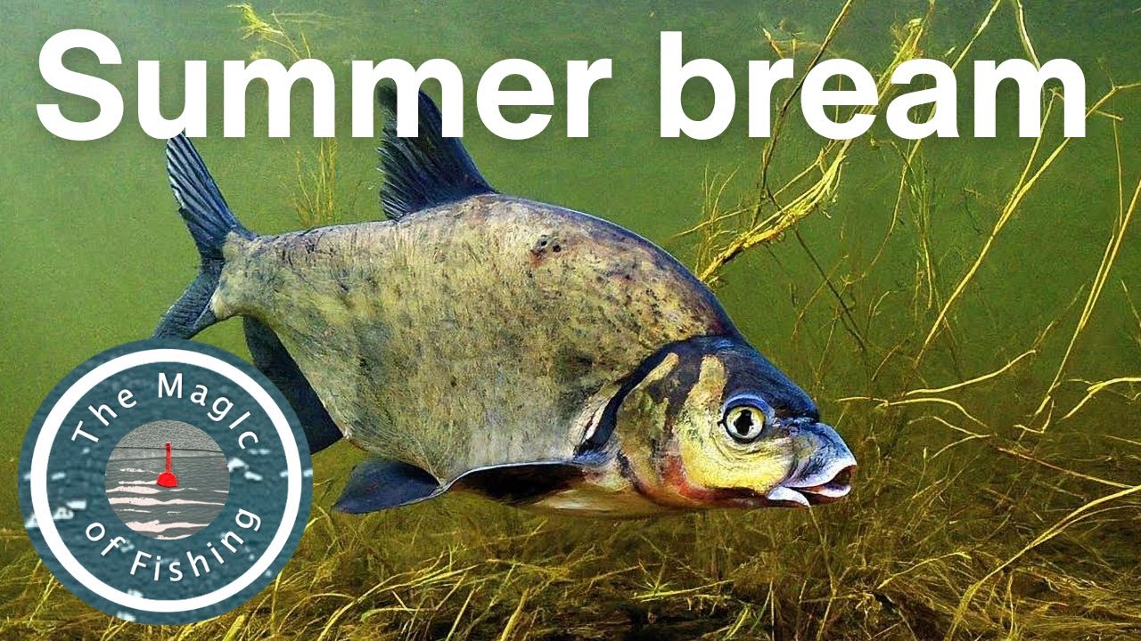 Feeder Fishing for Slabs in an Ancient Summer Lake