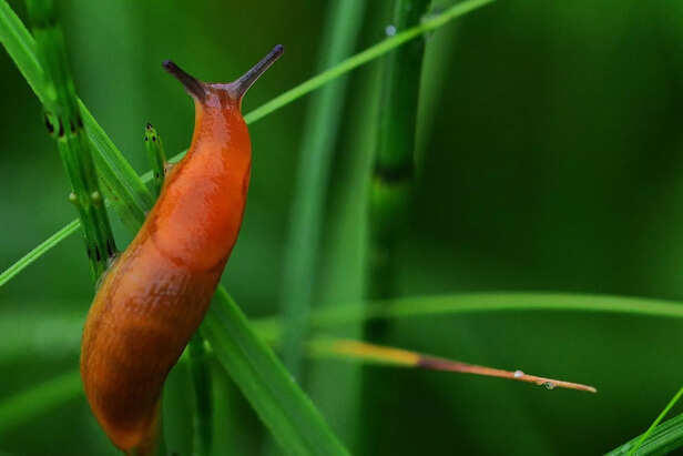 6 Boneless Animals That’ll Make You Question Everything You Know About ...