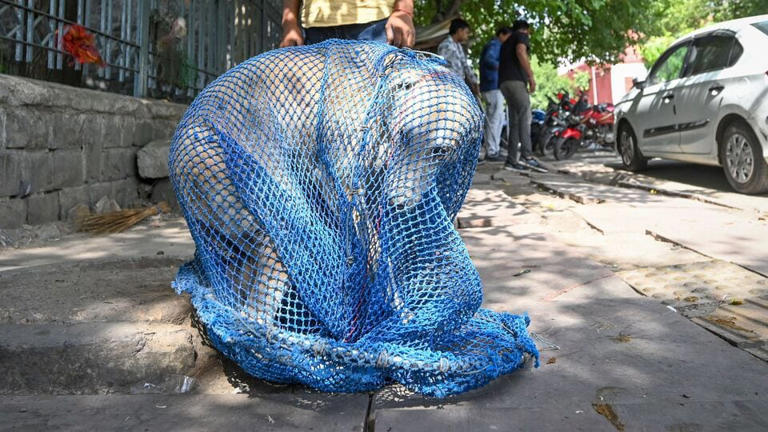 ‘Start picking up stray dogs from all localities…’: Supreme Court tells ...