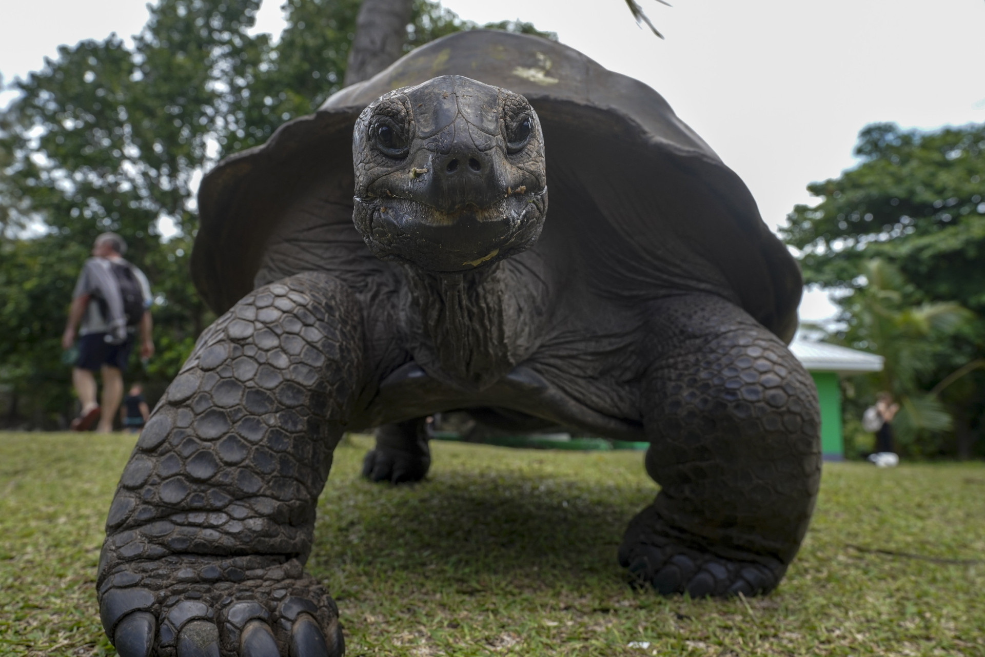 Tierische Greise: Diese Arten leben am längsten