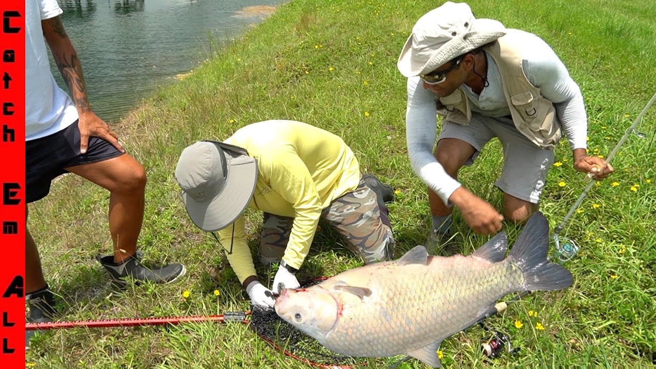 Hidden Highway Canal Reveals Giant Monster Fish Lurking Below