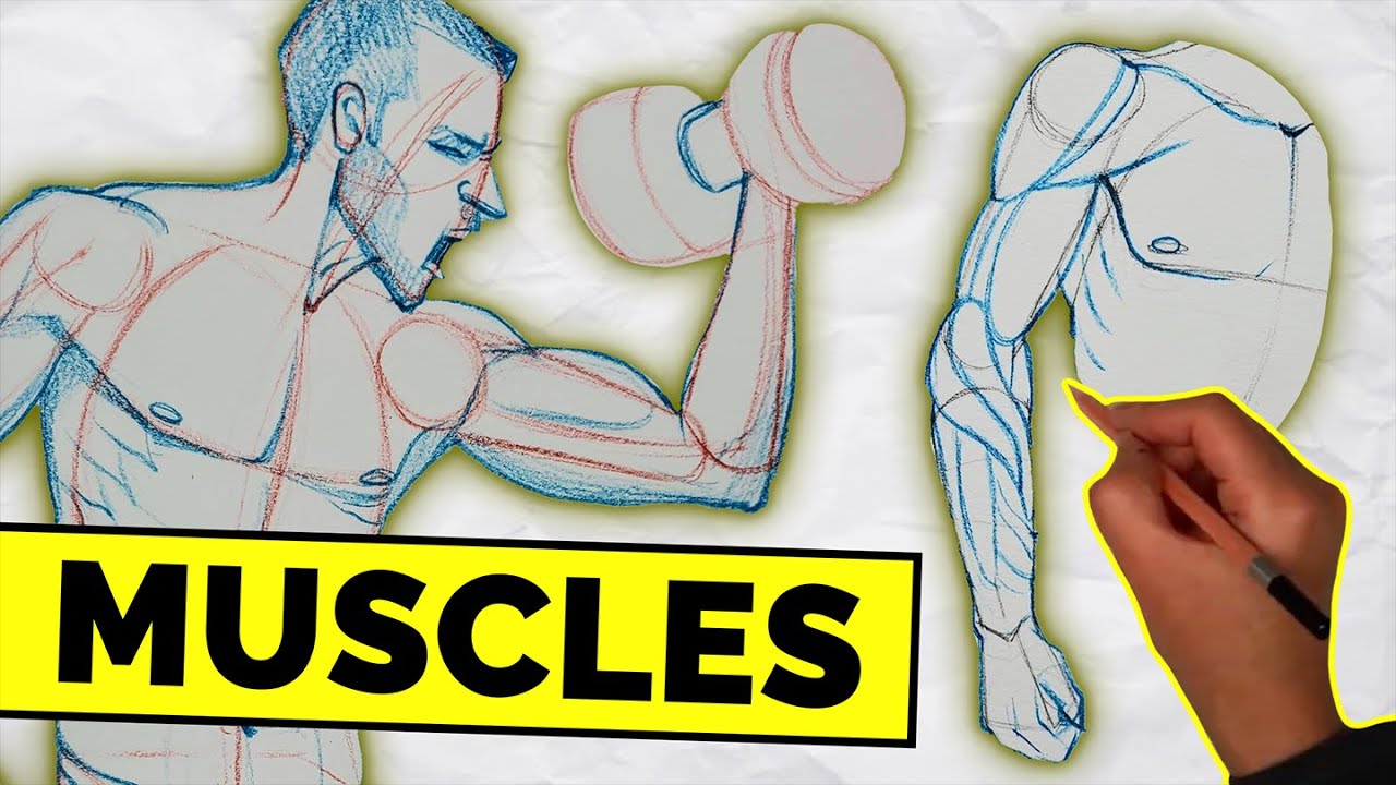 The Secret to Drawing Arms – Easy Anatomy Tutorial!