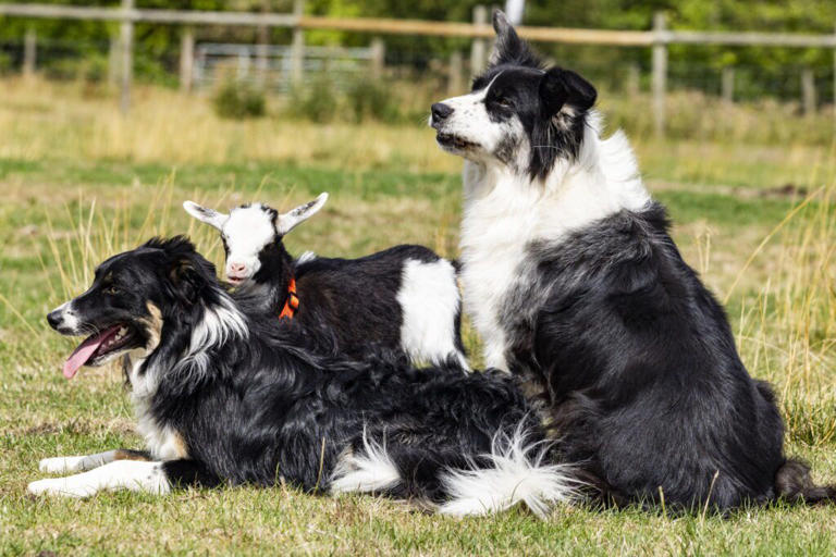 Tiny goat triplet so small she slept in a sock raised by two sheepdogs