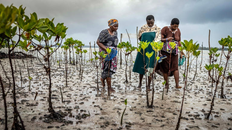 Kenya's coastal revival as communities restore mangrove forests