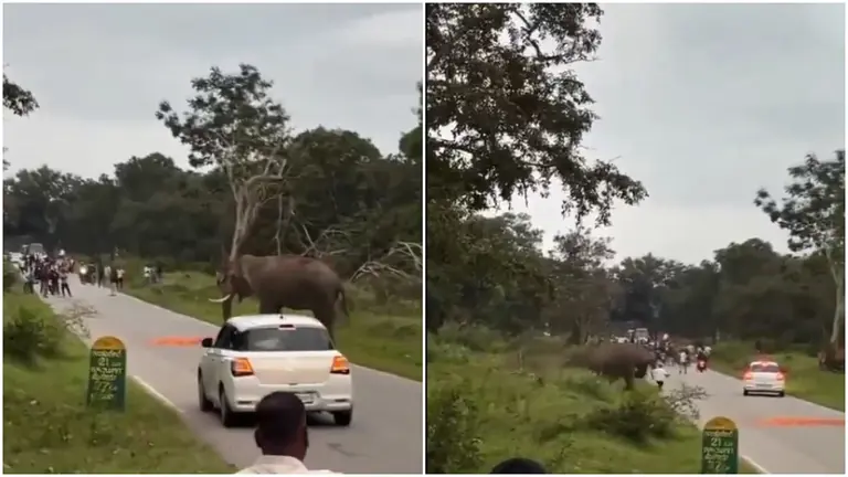 Wild Elephant Attack Caught On Camera: Tourist Tried To Selfie, Chased ...