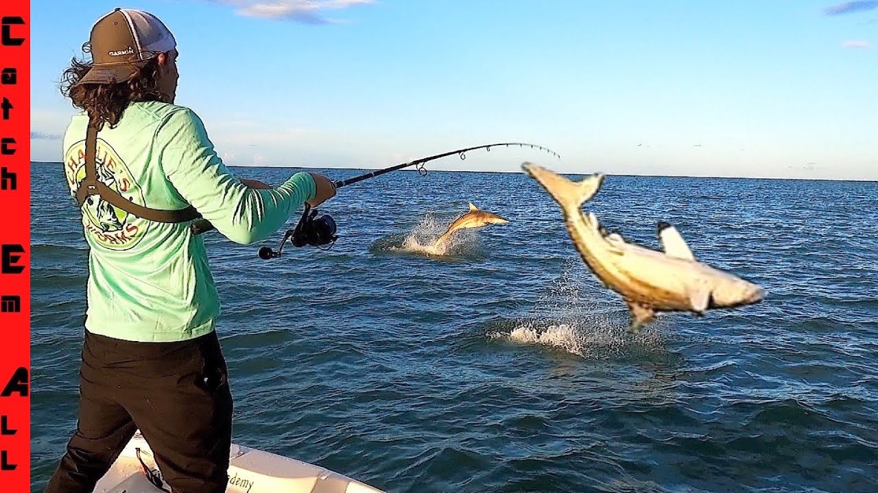 Swarm of Sharks Launches at Boat in Heart-Pounding Scene