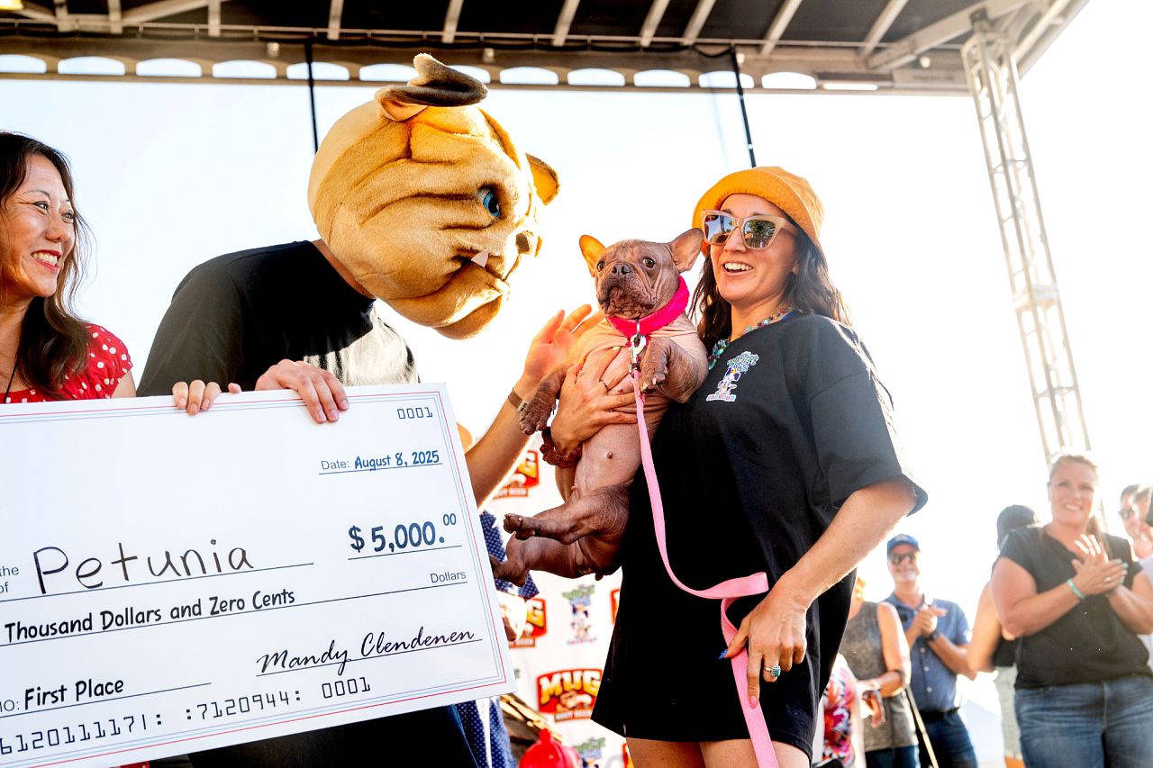 En images : le bouledogue français Petunia remporte le concours du ...