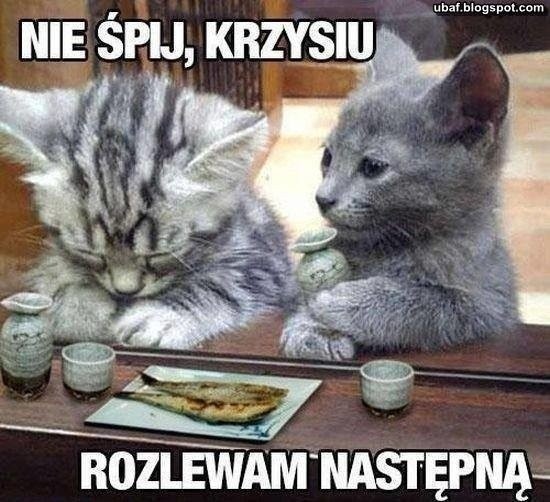 Najlepsze memy o kotach. Futrzaste kocury dzielą i rządzą w internecie ...