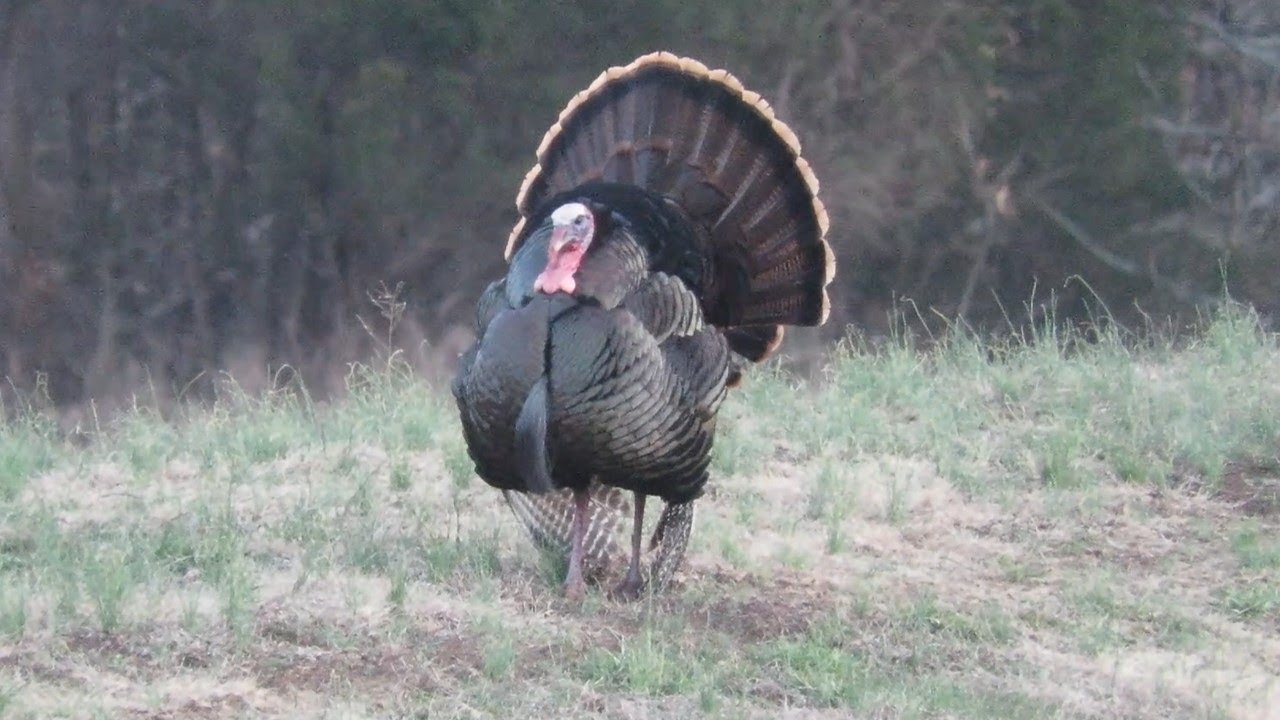 Strutting Illinois Longbeard in Full Display | Wild Turkey Sighting