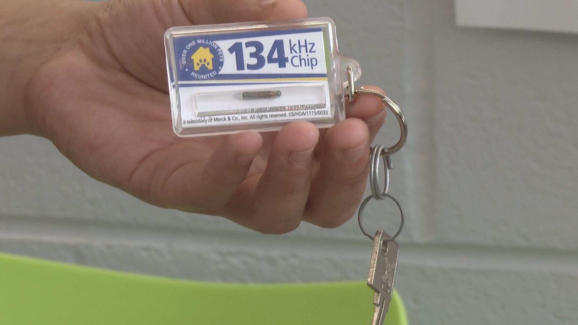 Woman reunited with cat 7 weeks later due to microchip