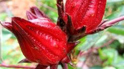 Manfaat Teh Rosella Bagi Kesehatan Berikut Resep Mengolah Rosella Dengan Tips Mudah dan Berkhasiat