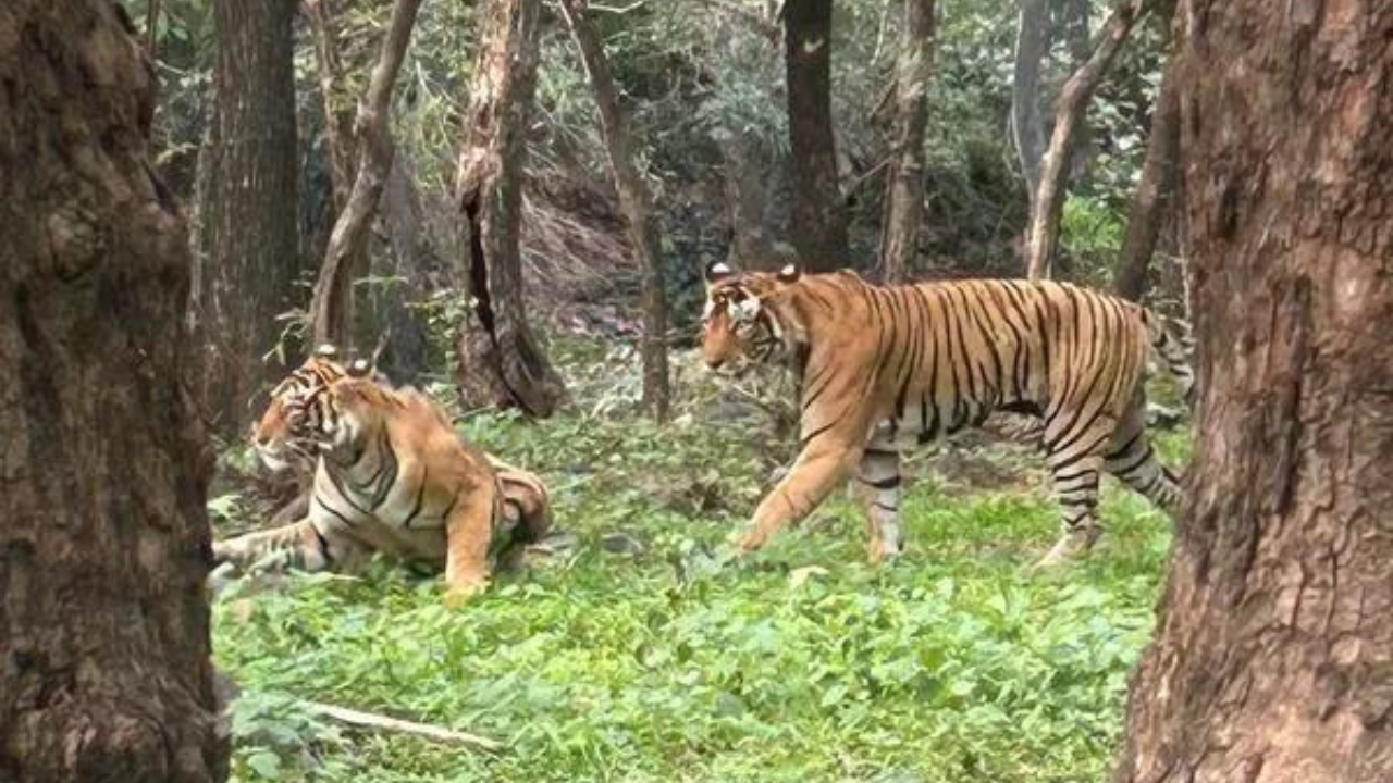 Nature’s rule says stop at 13 — Noor, 18, says not yet: Ranthambore's ...