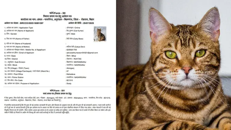 After 'Dog Babu' & 'Donald Trump', 'Cat Kumar' Applies For Residence ...