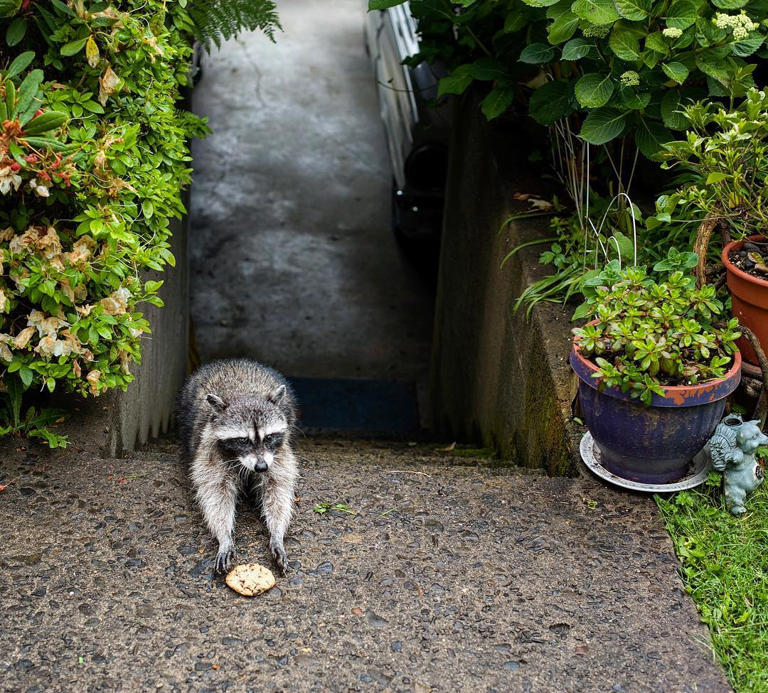 Expo. La faune sauvage de Corey Arnold habitent les rues de La Gacilly