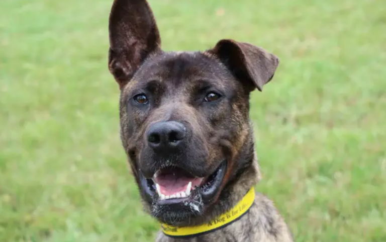 These 19 lovely dogs and puppies at the Dogs Trust are looking for ...
