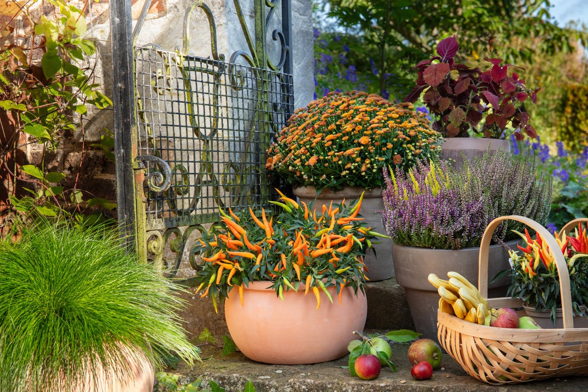How to create glorious autumn containers