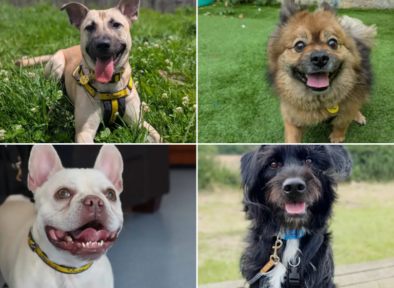 These 19 cute dogs and puppies at the Dogs Trust are looking for homes ...