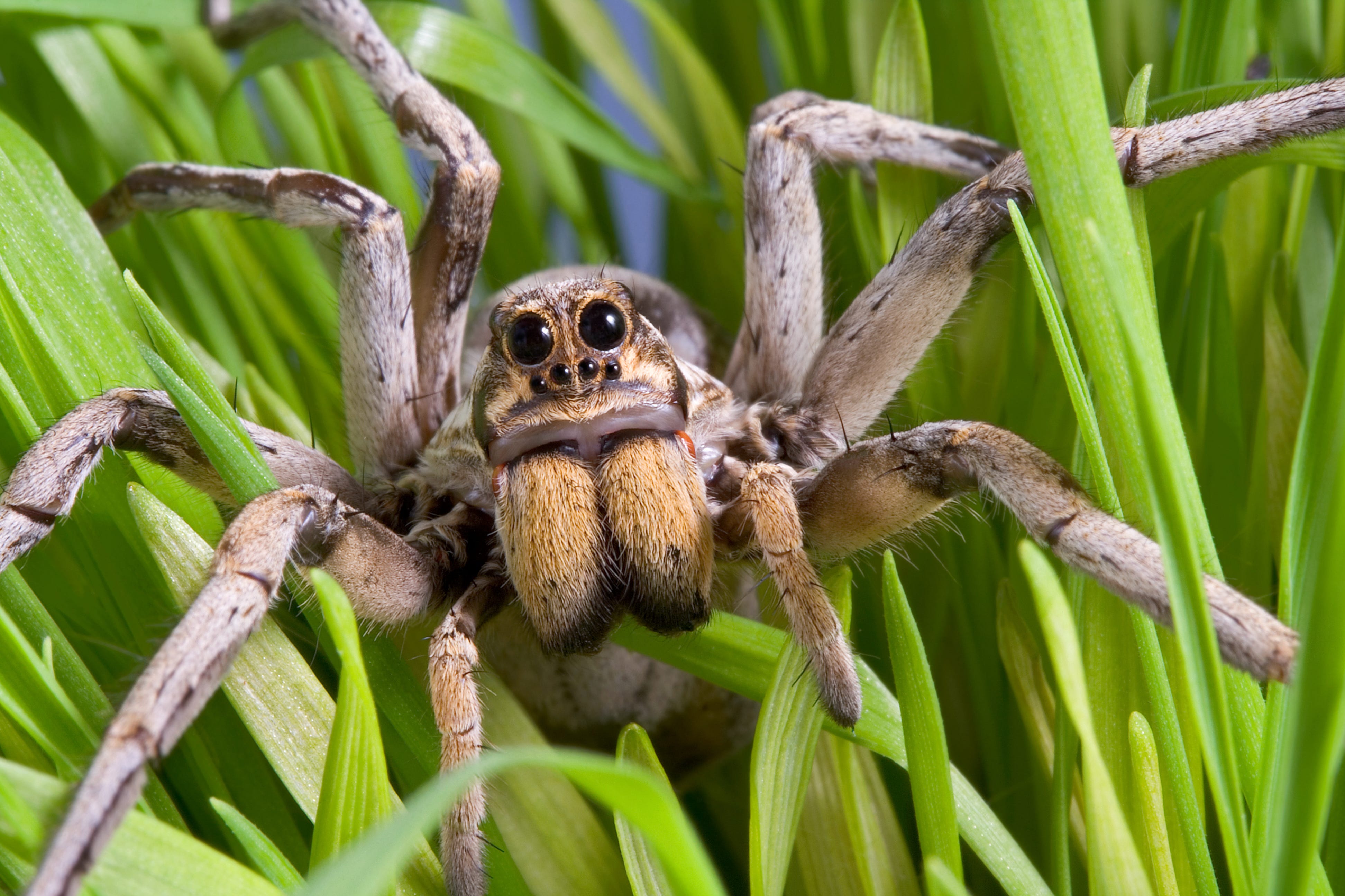 Did you know SC has its very own state spider? What to know about the ...
