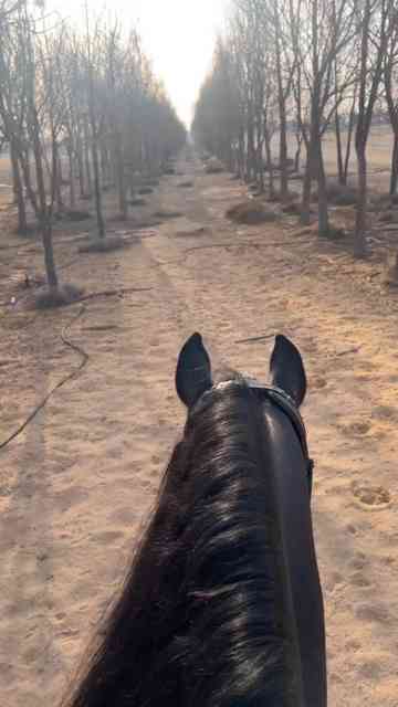 Forever in My Heart: Cherished Horseback Memories