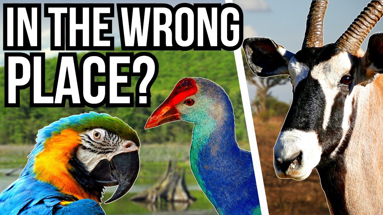 5 Animals That Should Not Be In The USA - Introduced and Invasive Species