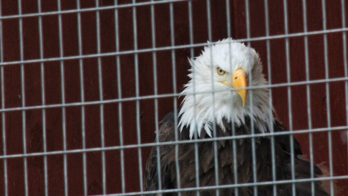 27 Things That Bring Shame to the American Ethos