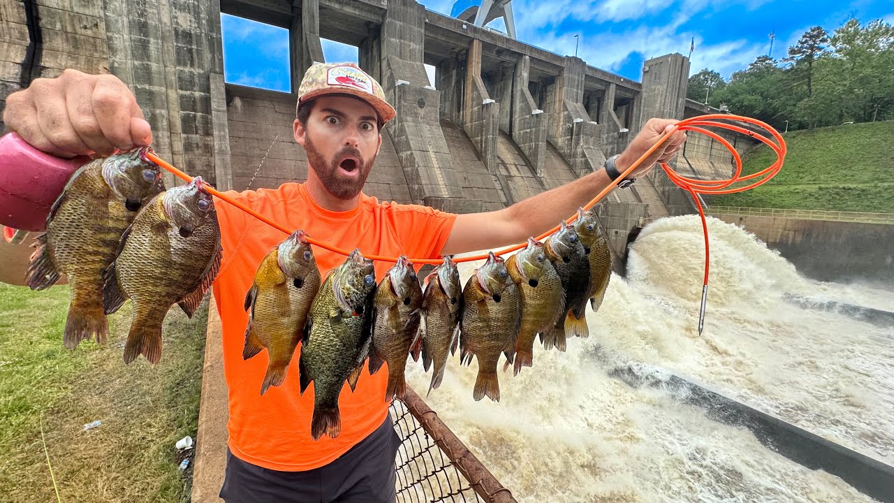 Spillway monster appears during bluegill fishing action