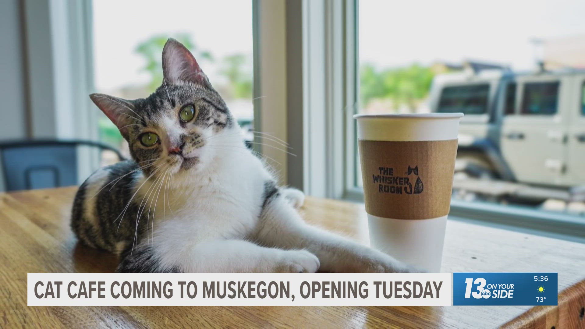 New cat cafe opening in Muskegon this week