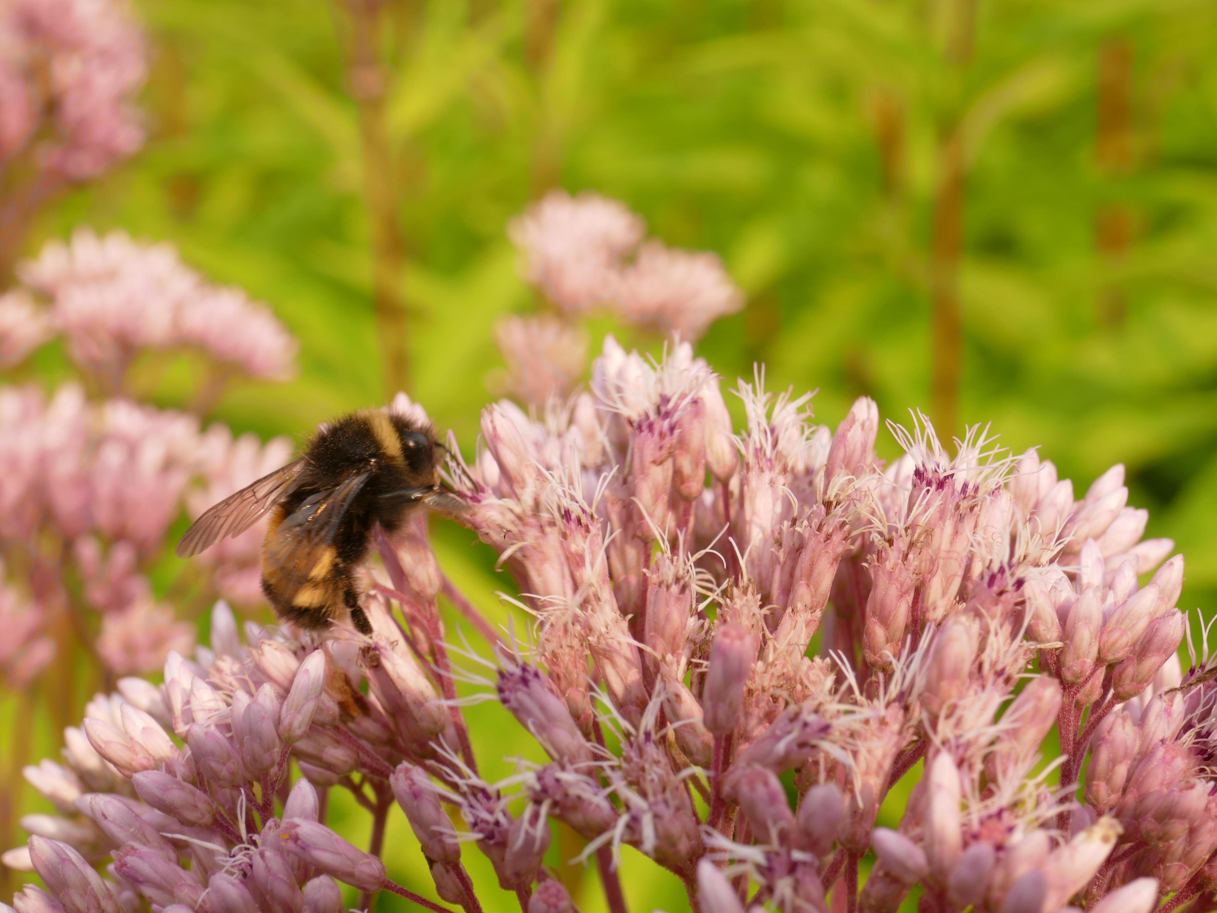 Un bourdon en péril redécouvert, lueur d’espoir pour les abeilles indigènes de la N.-É.