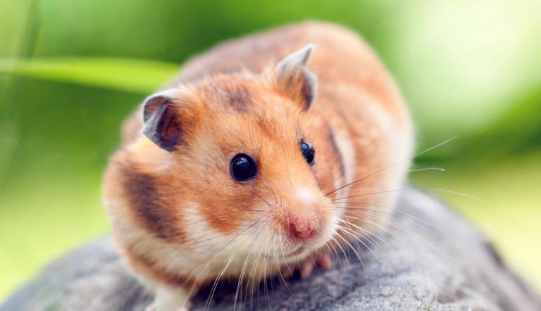 Why Don’t Hamsters Have Tails?