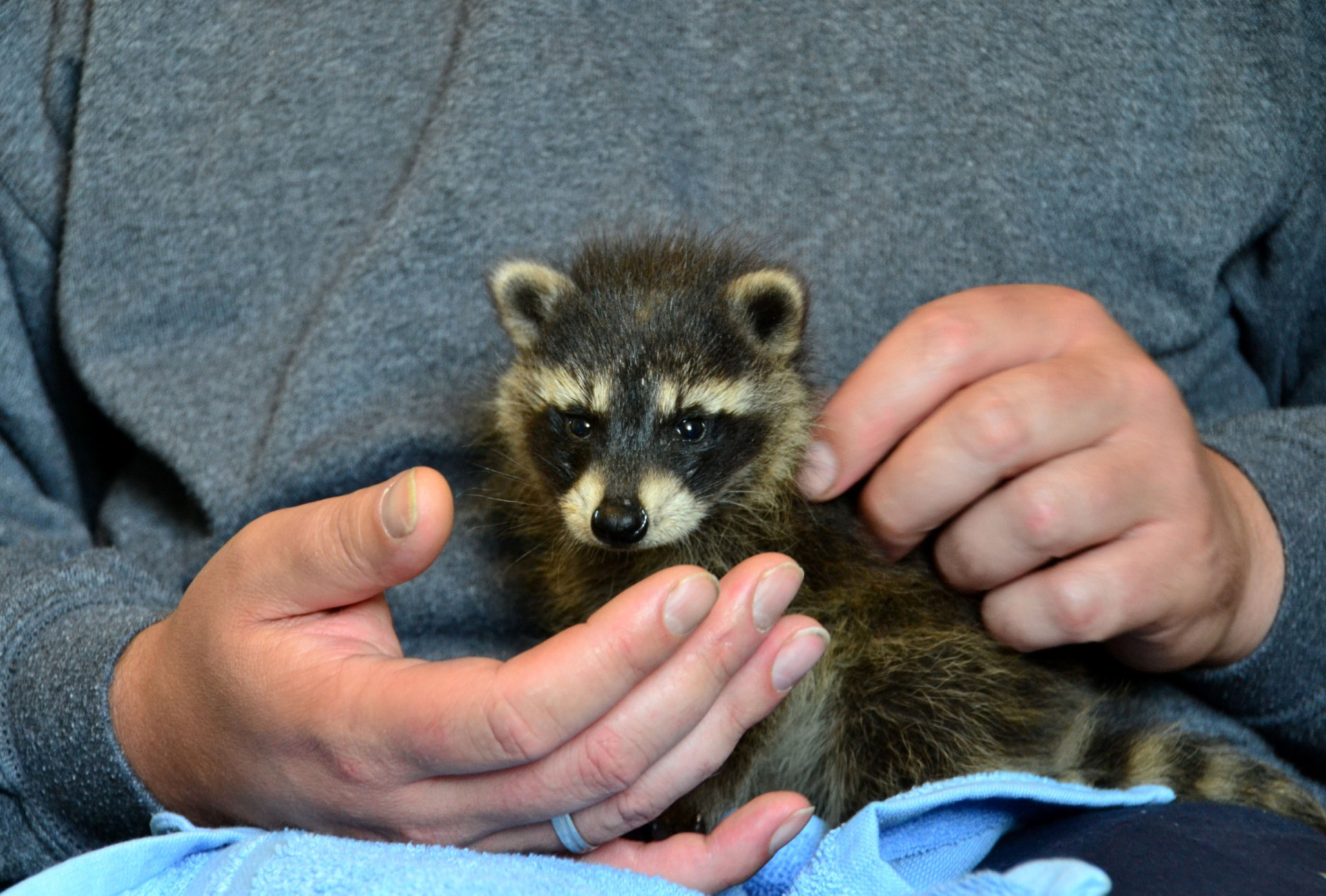 Los animales más inteligentes del mundo