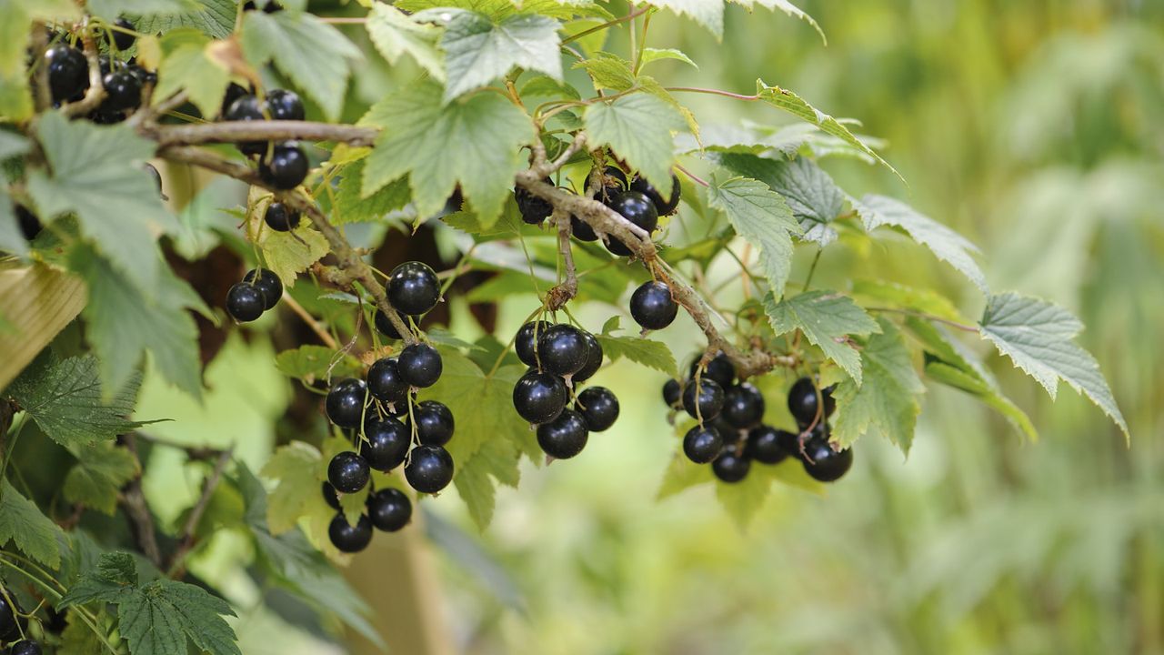 How to grow currants – these healthy and easy-to-grow fruits thrive in ...