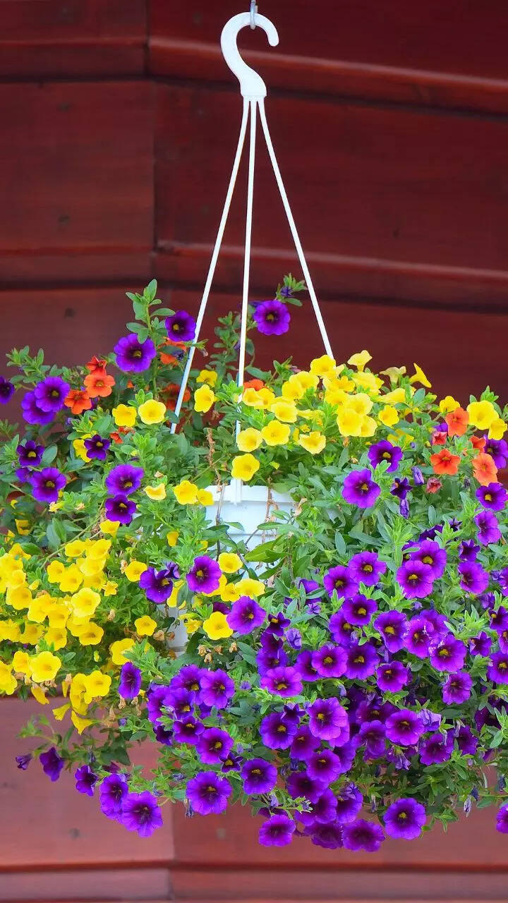 8 vertical gardening ideas for tiny balconies